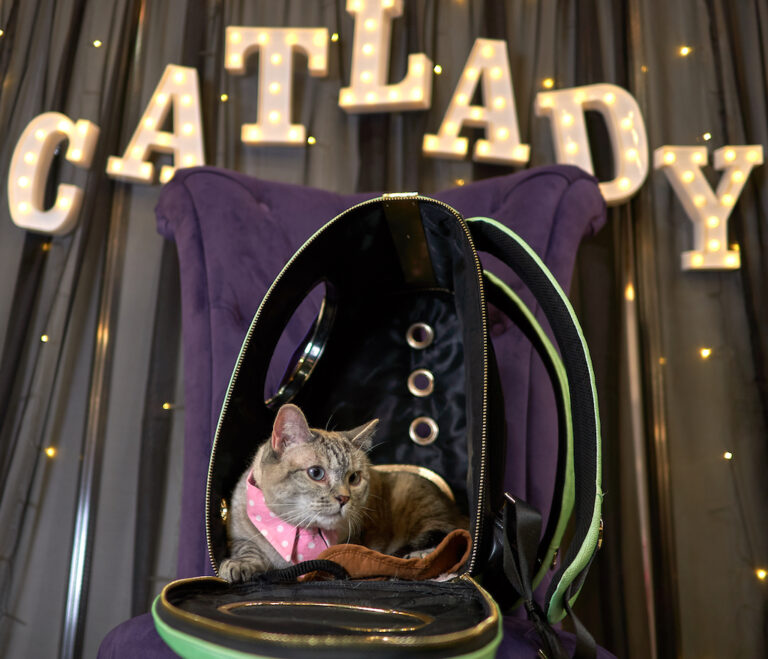 CatCon LA - FestBeat